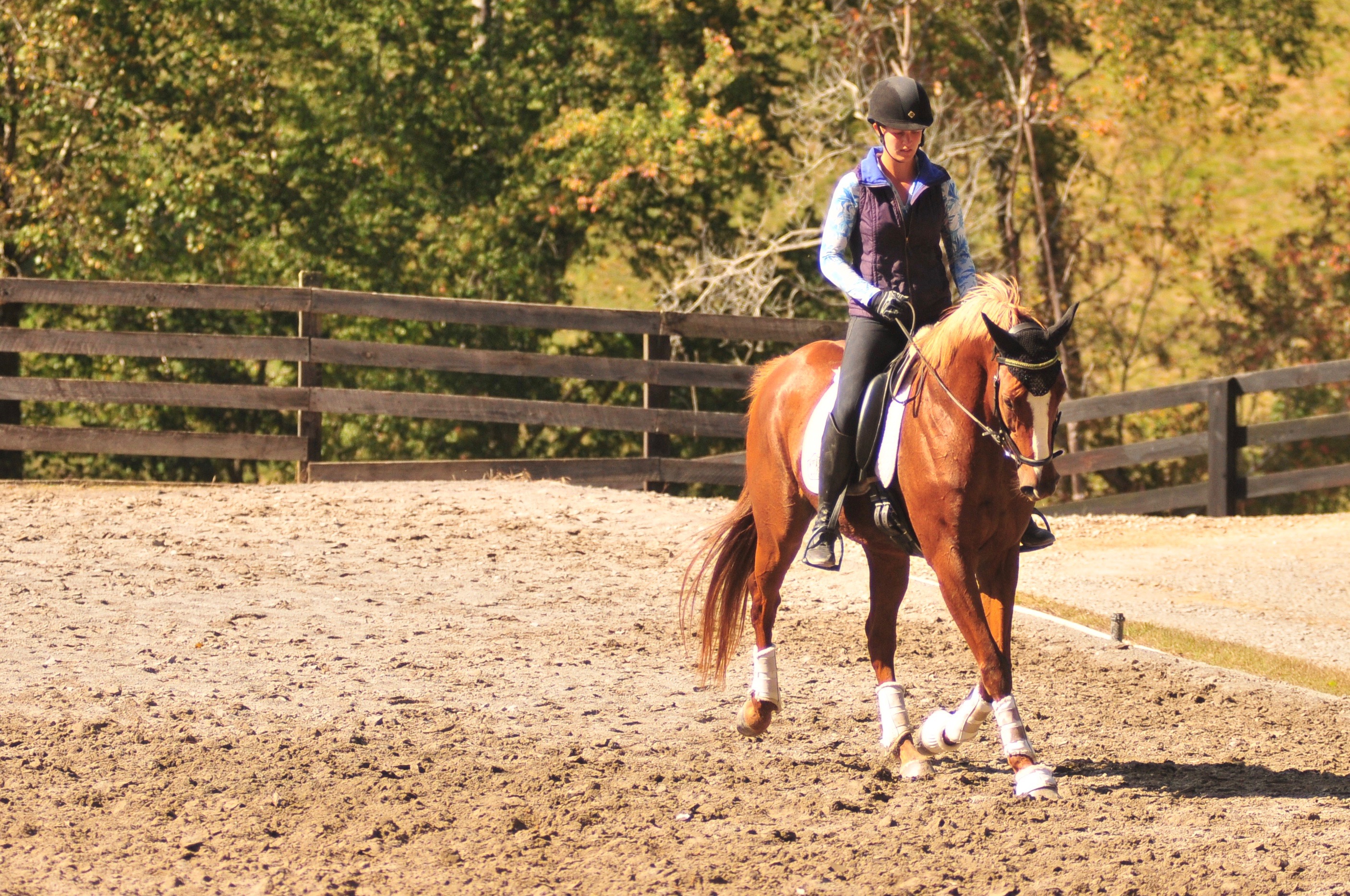 Chestnut Mare Trotting